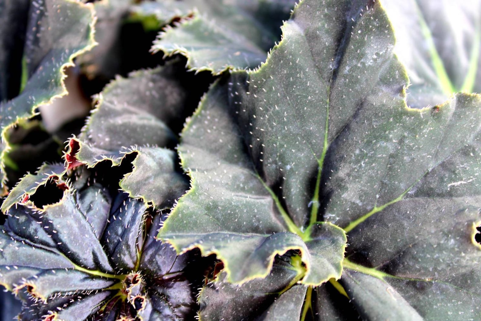 Rhizomatous Begonia 'midnight' - Etsy