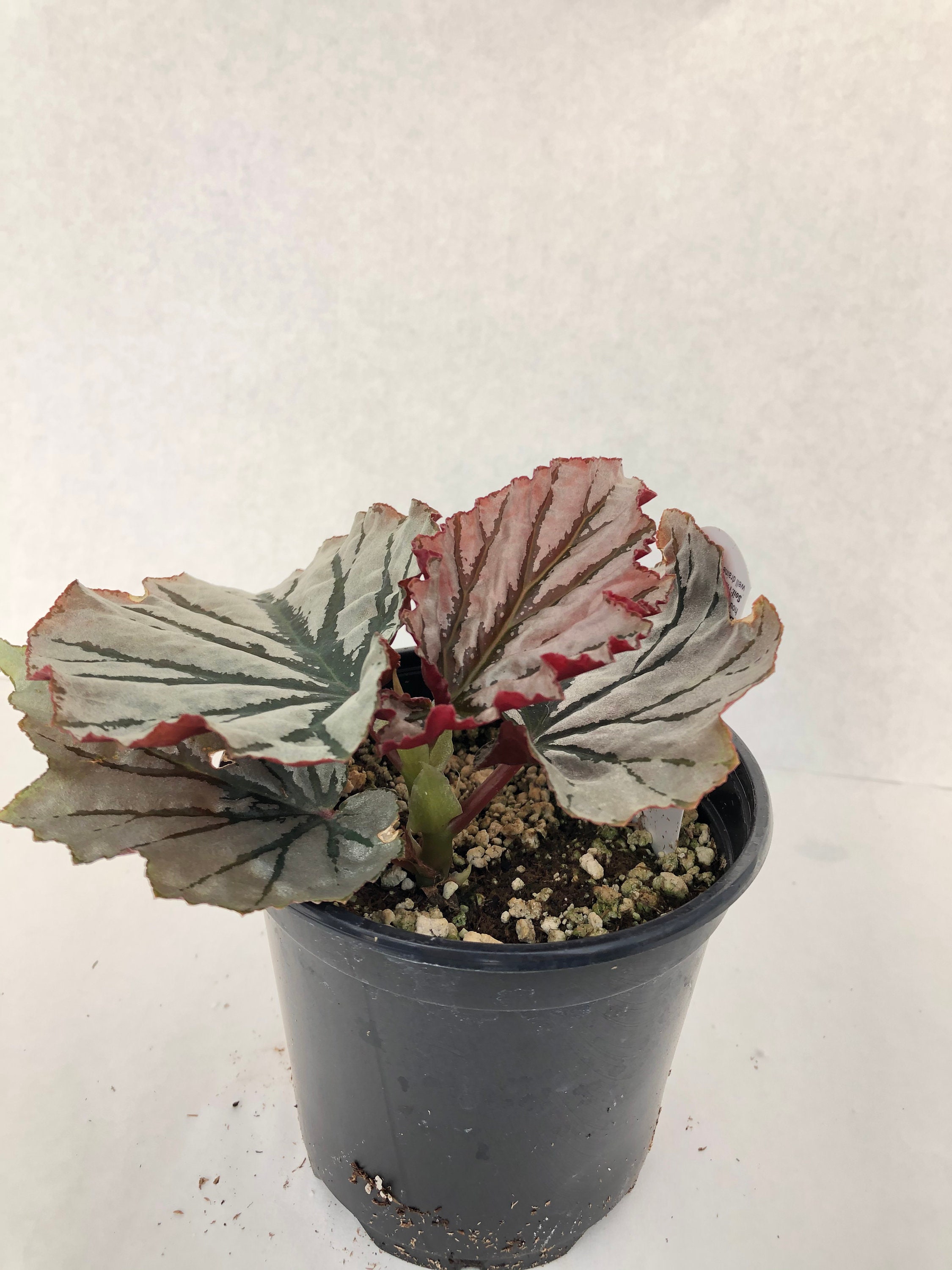 Angelwing Begonia 'looking Glass' - Etsy