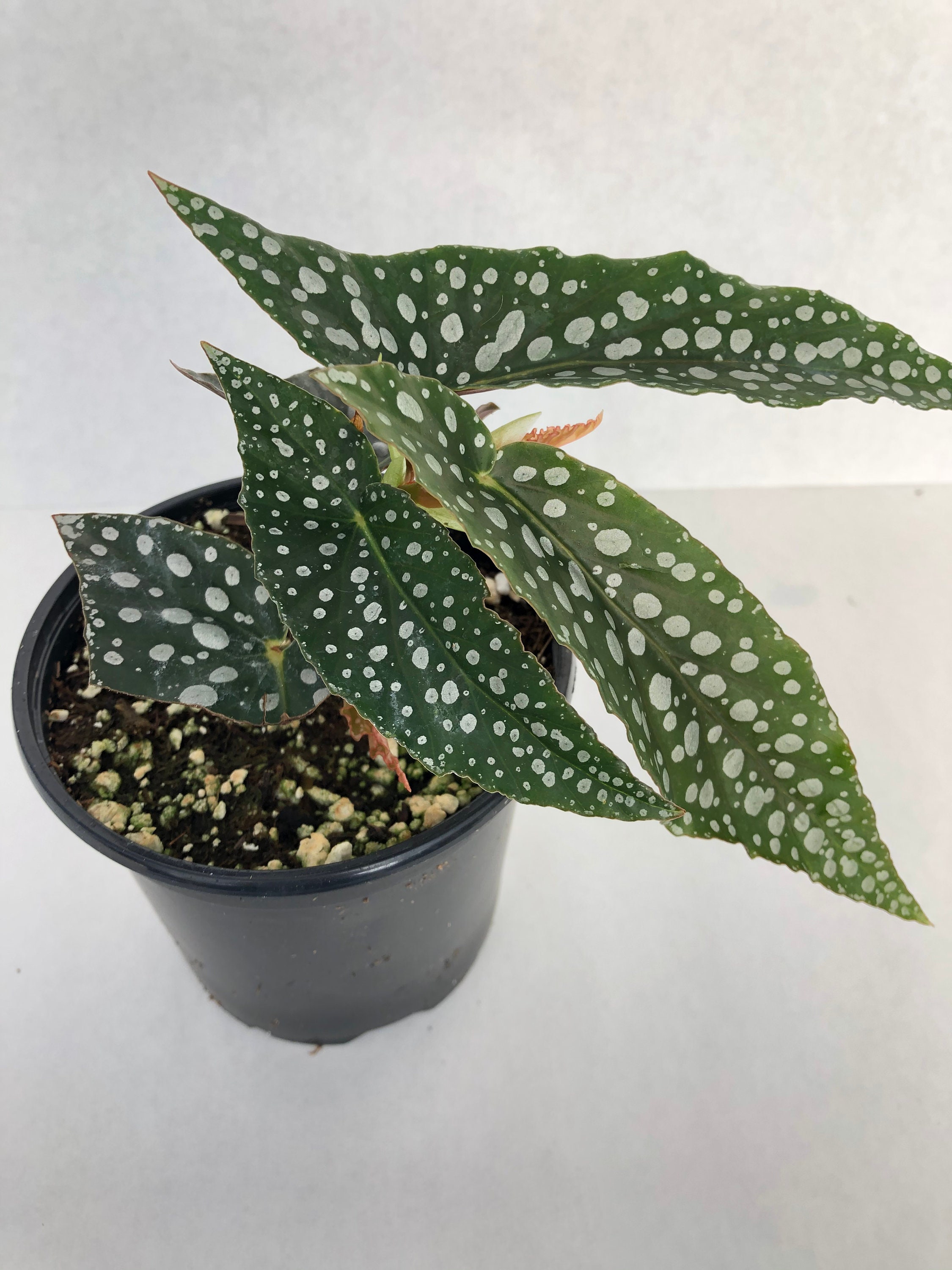 Angelwing Begonia 'cracked Ice' - Etsy