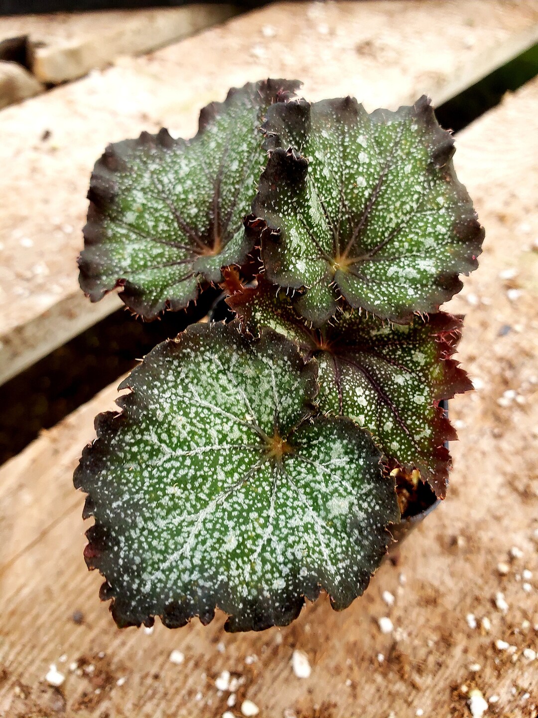 Rex Begonia 'spiderweb' - BFF Exclusive - Etsy