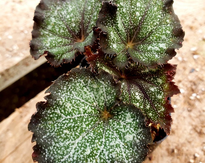 Rex Begonia 'spiderweb' - BFF Exclusive - Etsy