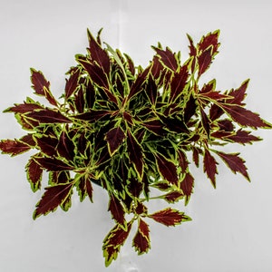 Coleus 'flamethrower Serrano' - Etsy
