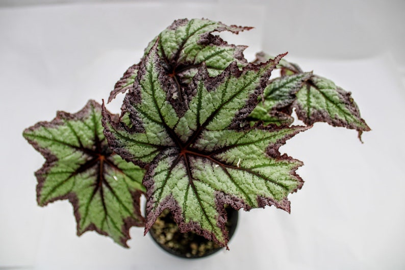 Begonia 'connee Boswell' - Etsy