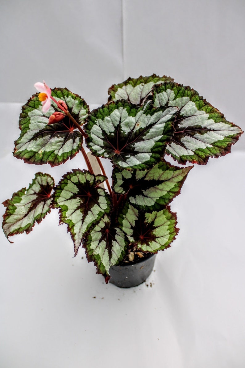 Rex Begonia 'platinum' - BFF Exclusive - Etsy