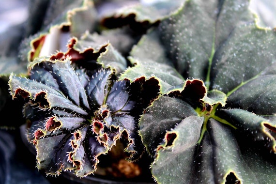 Rhizomatous Begonia 'midnight' - Etsy
