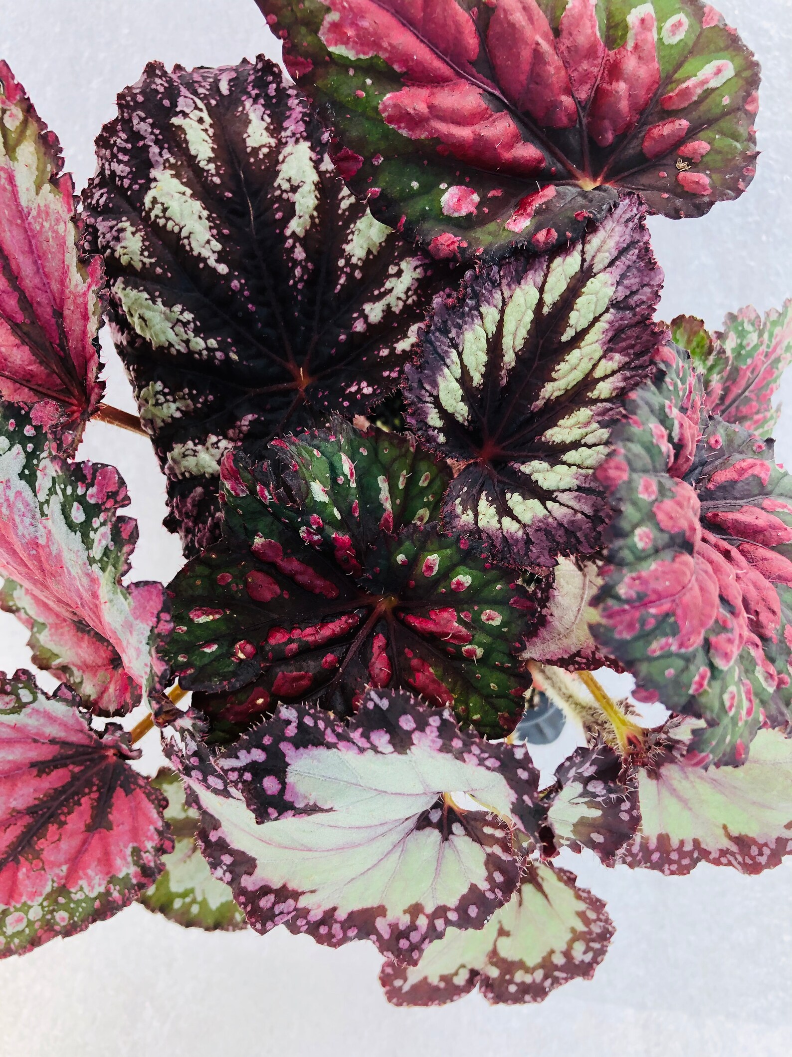 Rex Begonia Variety Growers Pack | Etsy