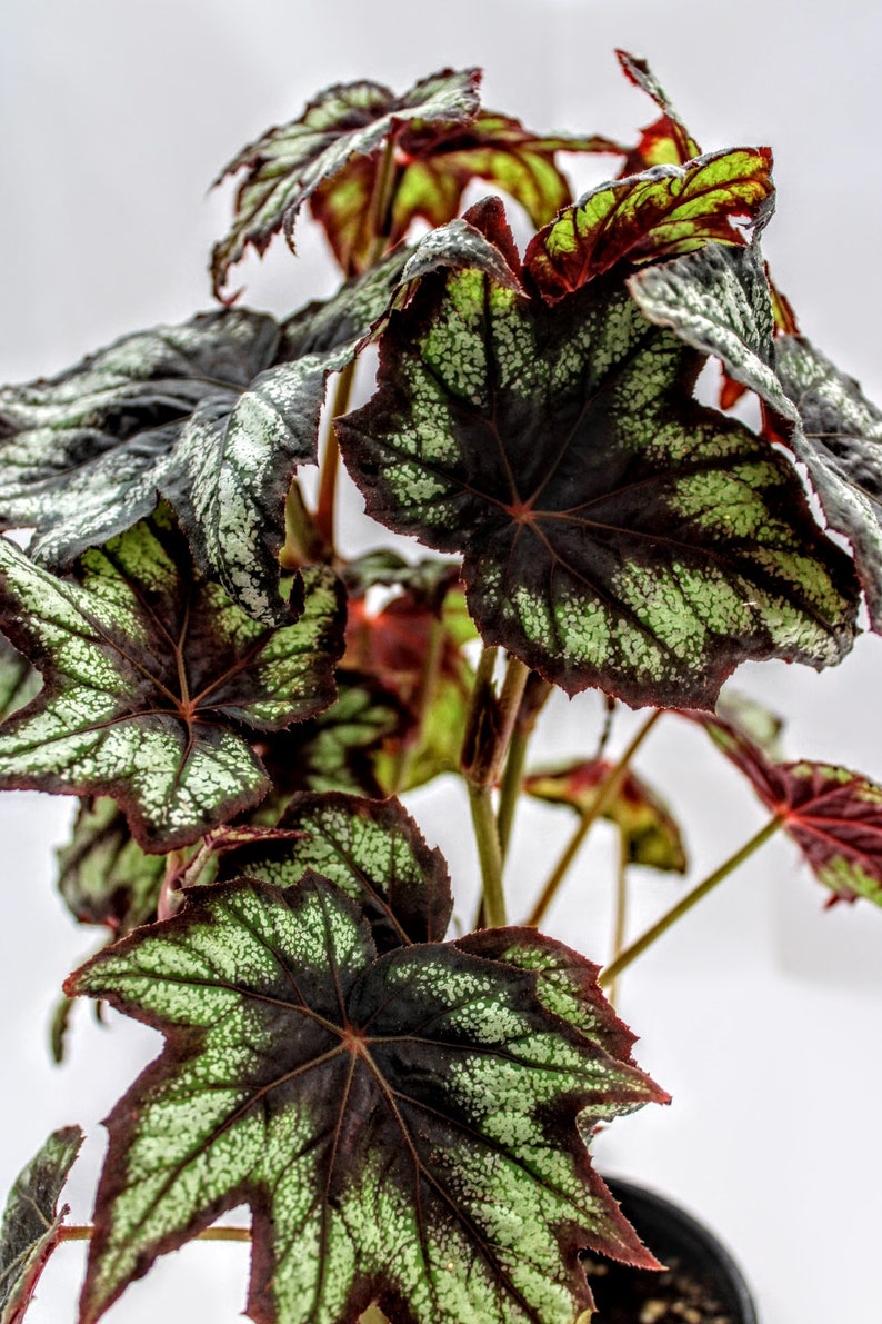 Begonia 'little Brother Montgomery' - Etsy