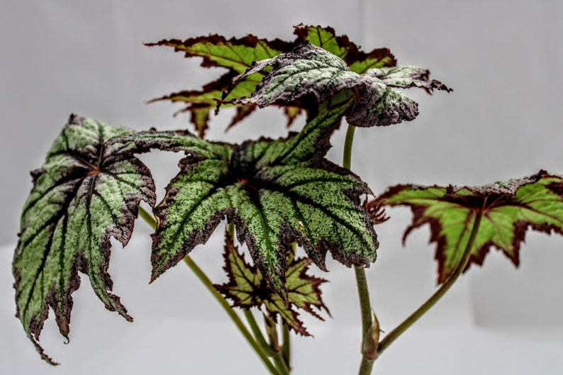 Begonia 'connee Boswell' - Etsy