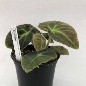 Rhizomatous Begonia 'caravan' - Etsy
