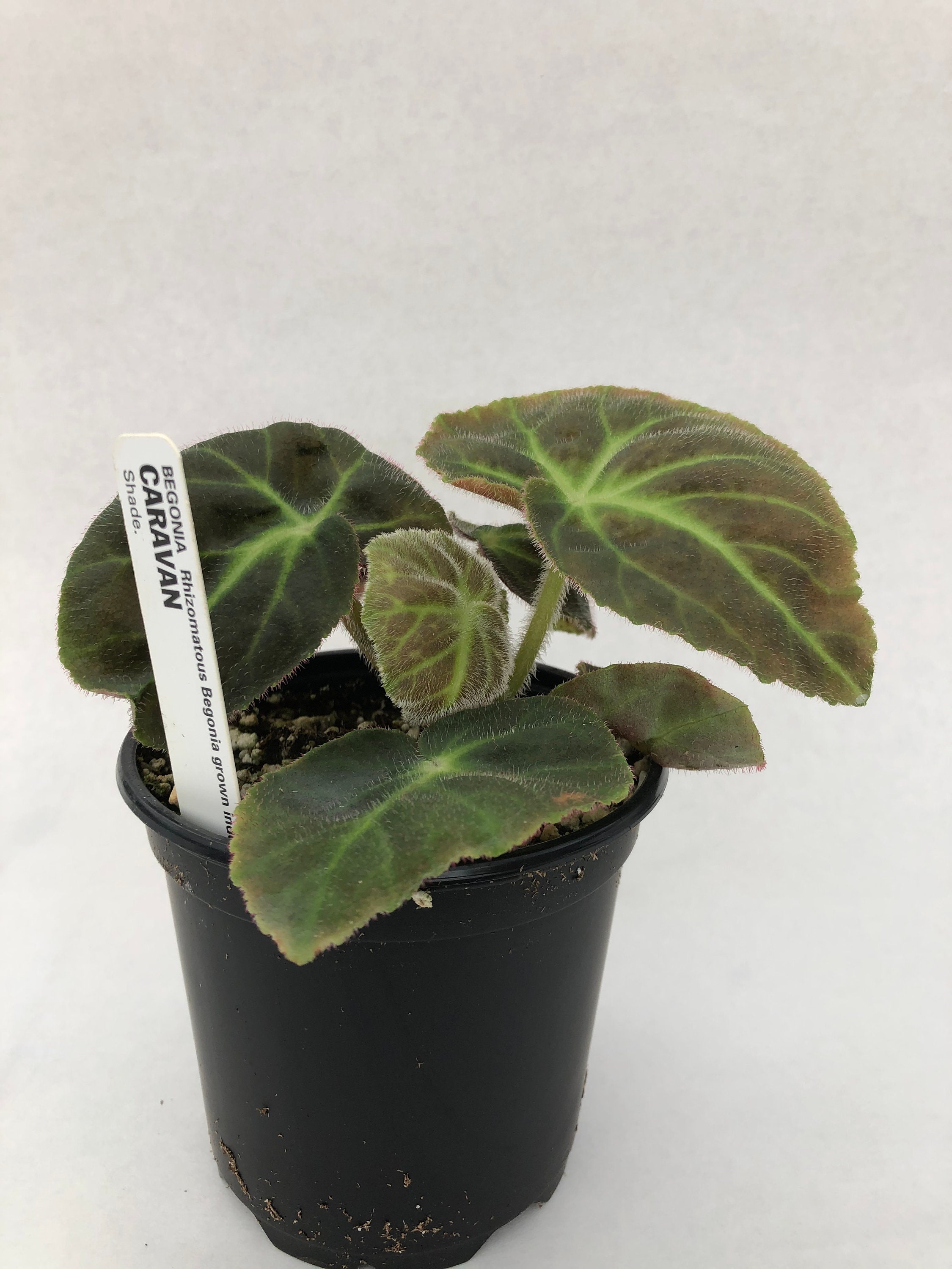 Rhizomatous Begonia 'caravan' - Etsy