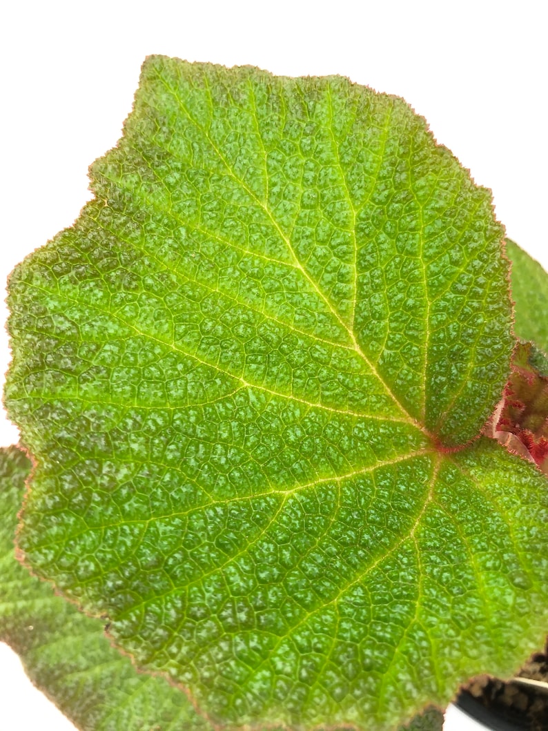 Rhizomatous Begonia 'Morocco' | Etsy