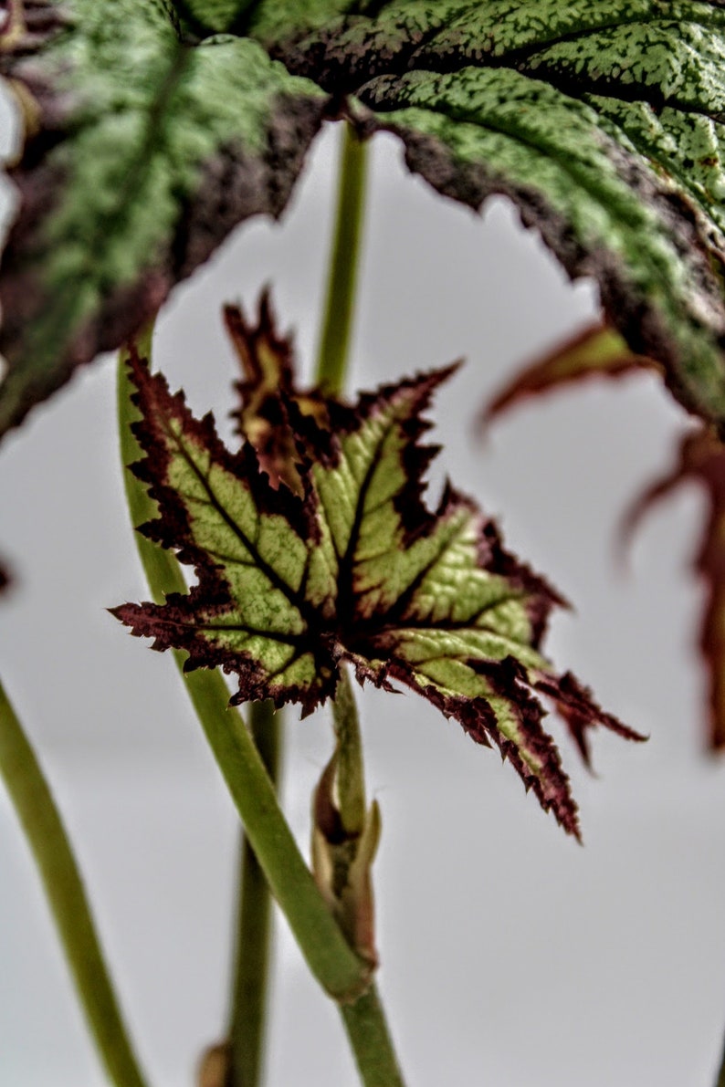 Begonia 'connee Boswell' - Etsy