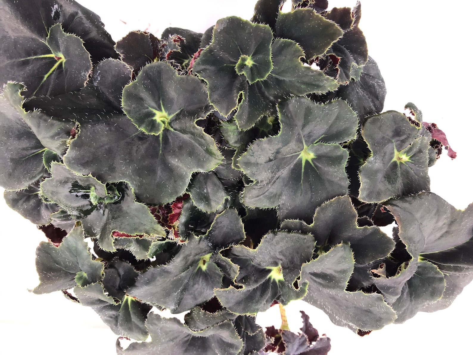 Rhizomatous Begonia 'midnight' - Etsy