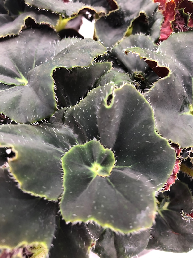 Rhizomatous Begonia 'midnight' - Etsy