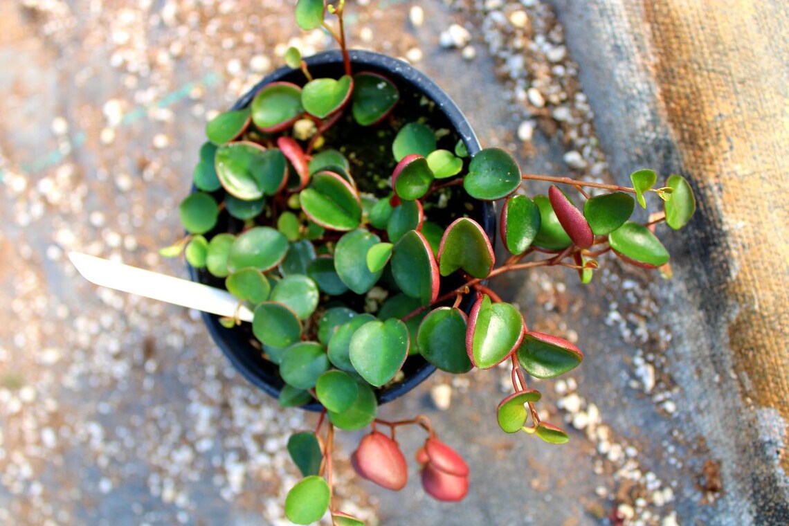 Peperomia 'ruby Cascade' | Etsy