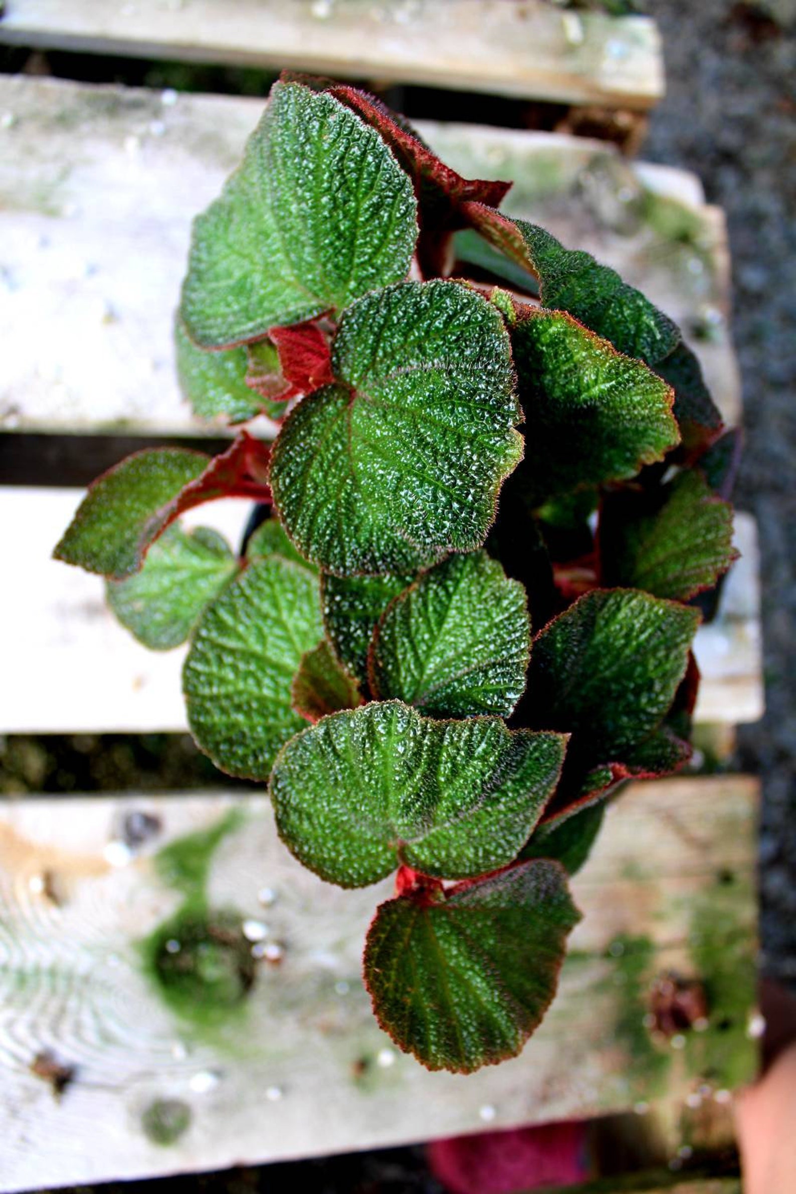 Rhizomatous Begonia 'morocco' - Etsy
