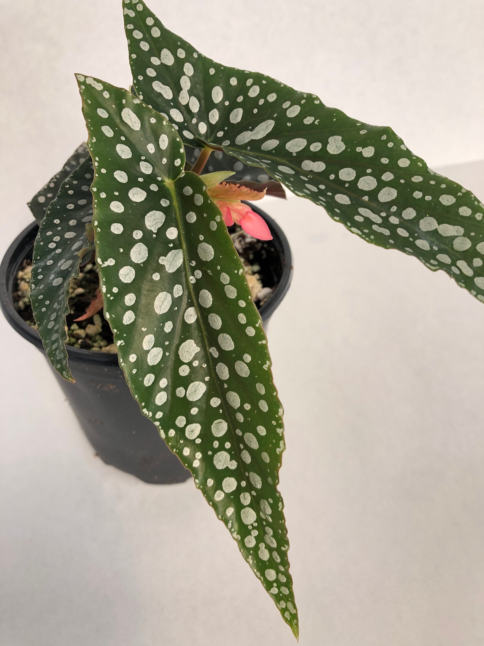 Angelwing Begonia 'cracked Ice' - Etsy