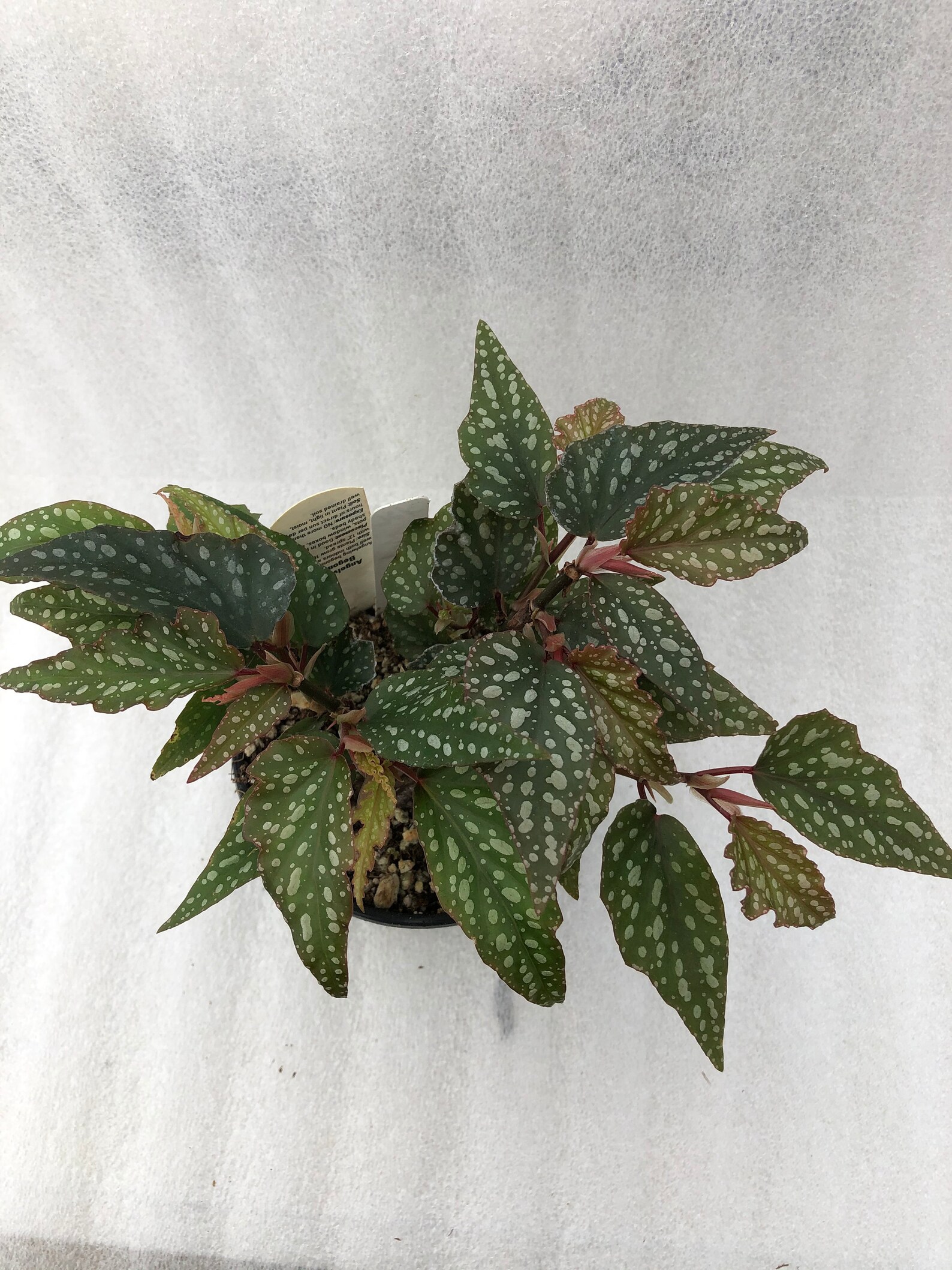 Angelwing Begonia 'medora' - Etsy
