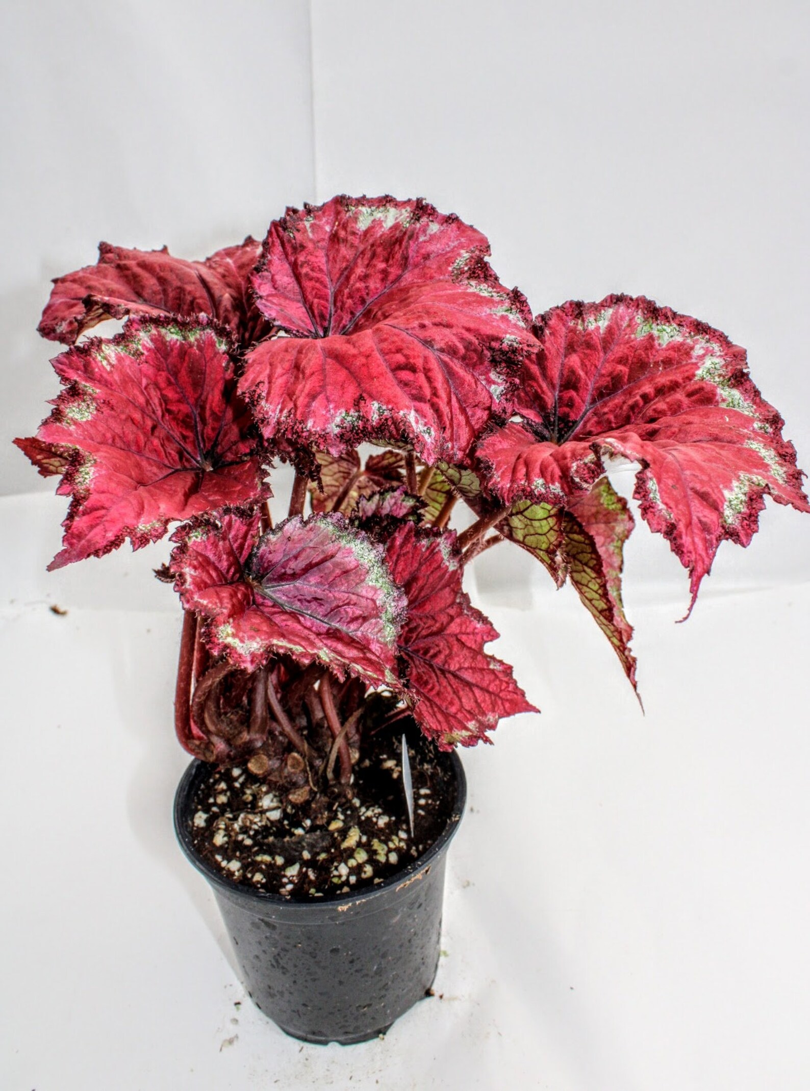 Rex Begonia 'ideal Red' - Etsy