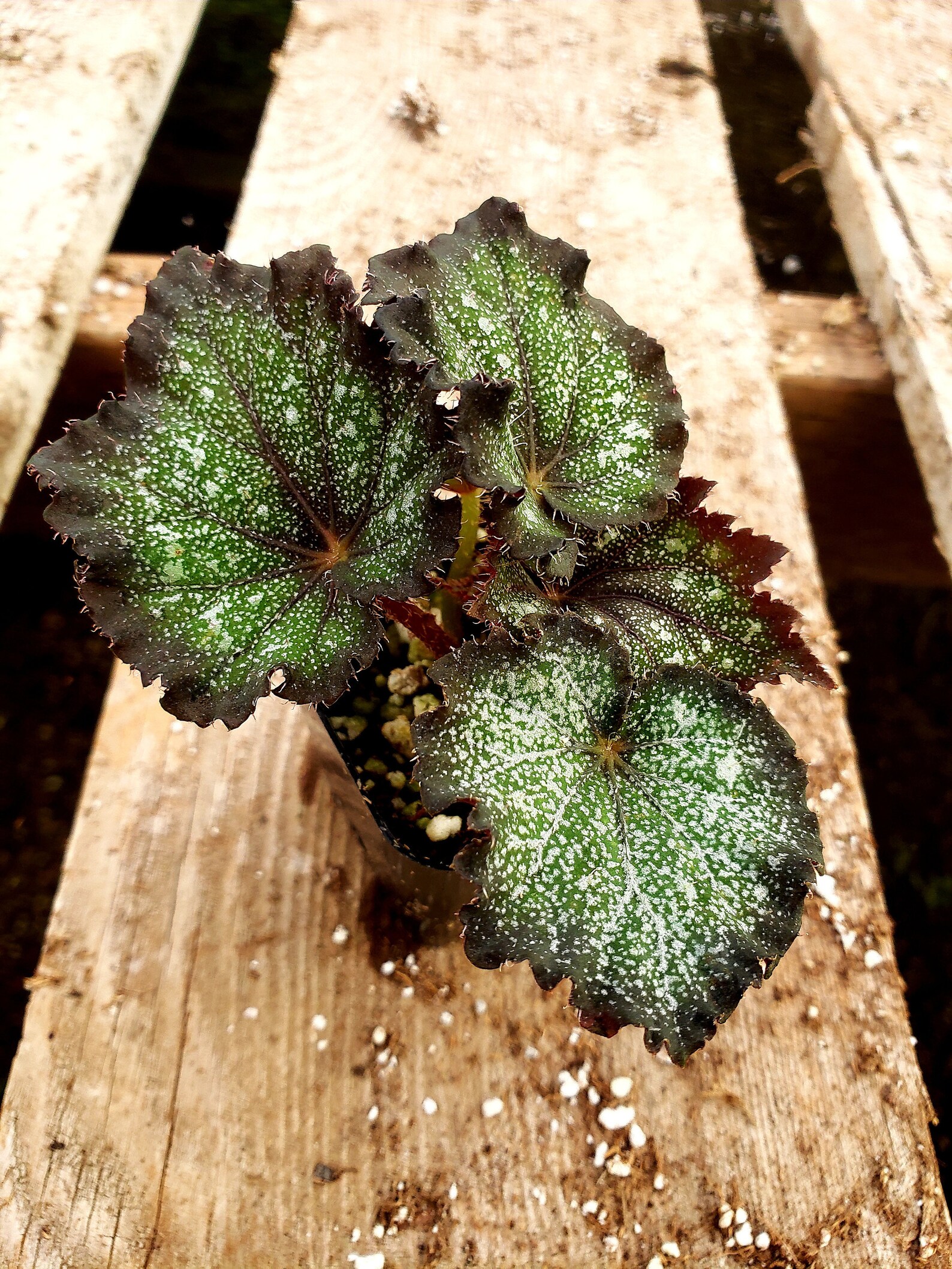 Rex Begonia 'spiderweb' - BFF Exclusive - Etsy