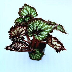 Rex Begonia 'cherry Sparkler' - Etsy
