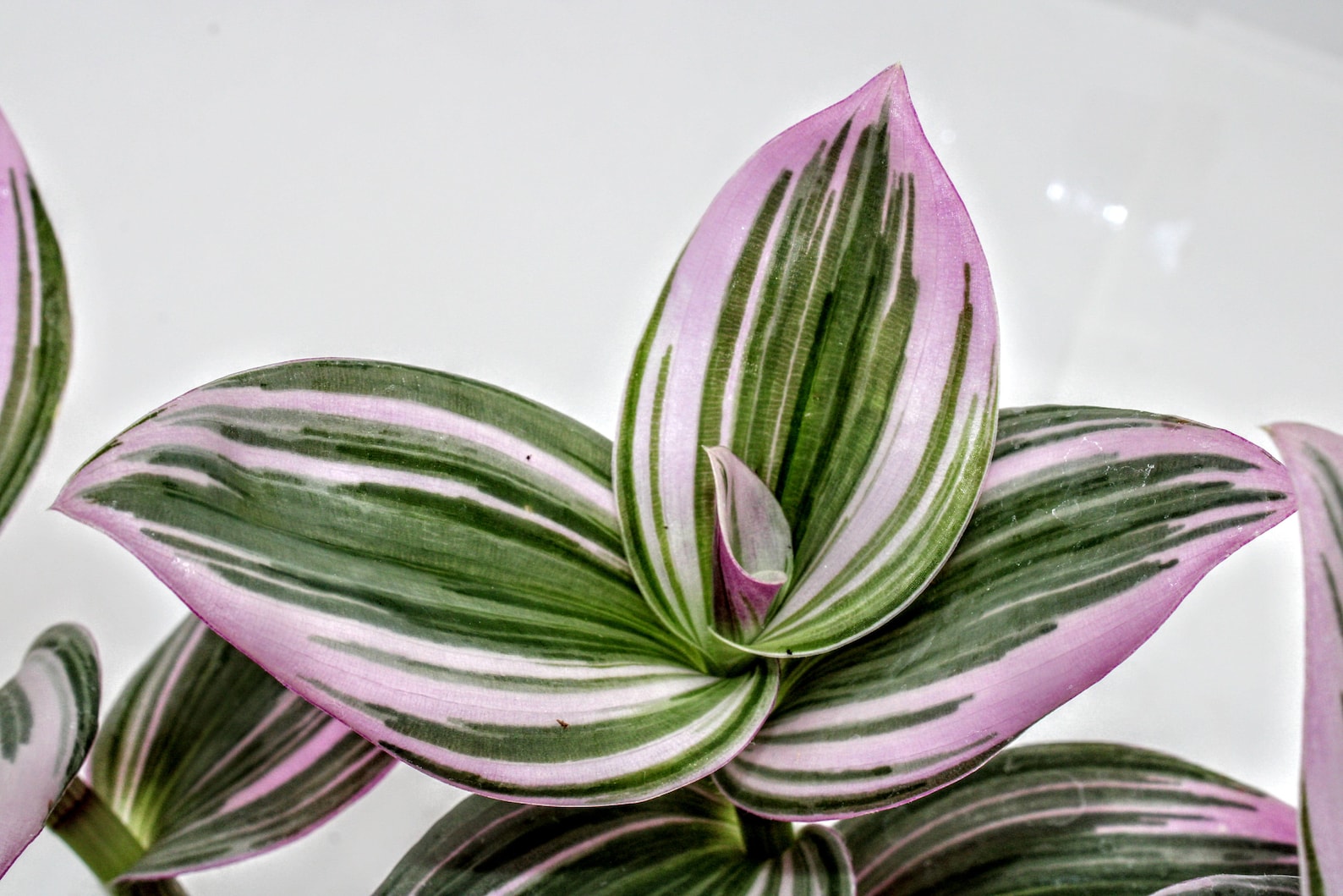 Nanouk Pink Spiderwort Etsy