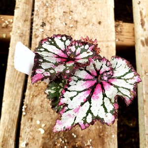 Jurassic™ Rex Begonia 'pink Splash' - Etsy