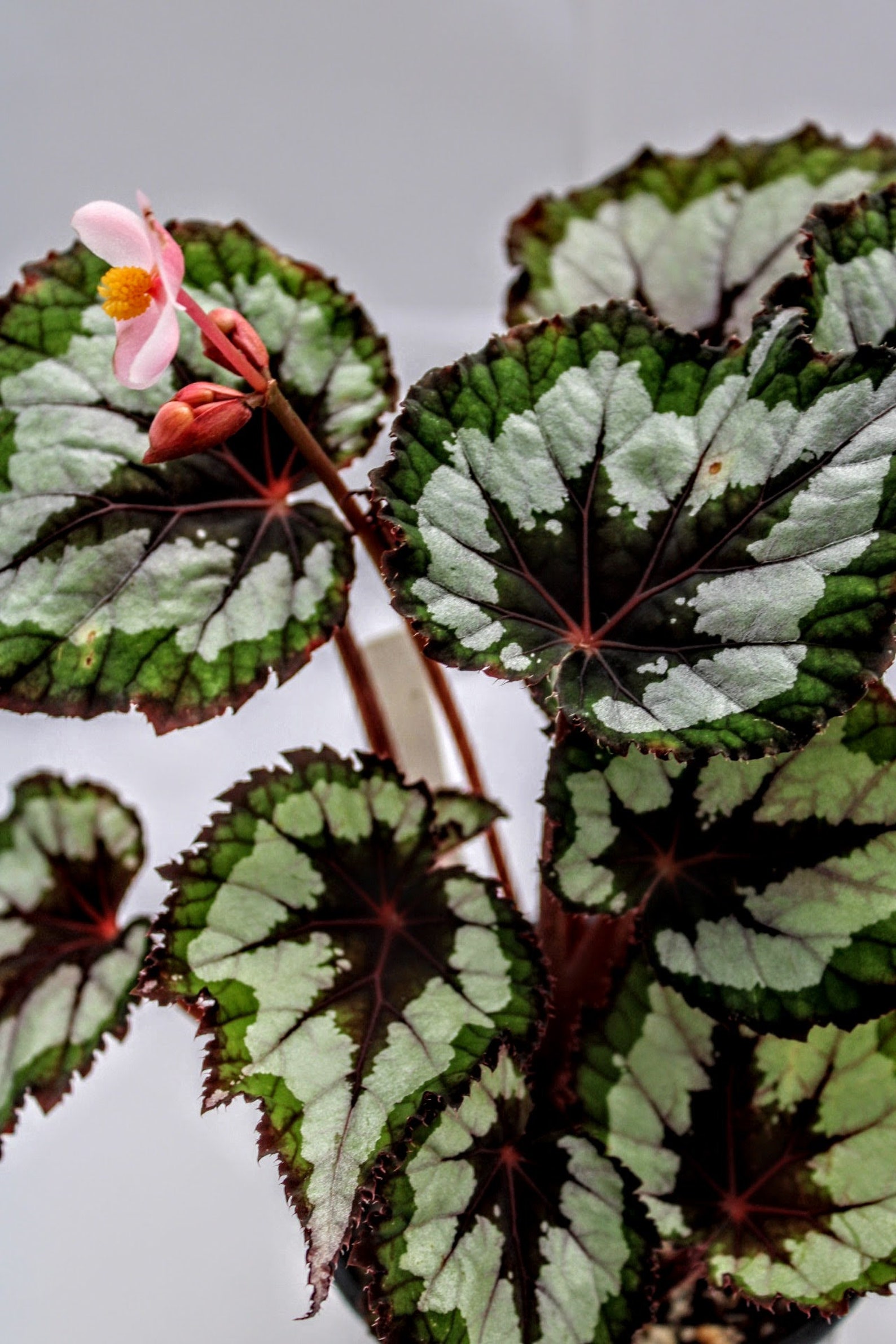 Rex Begonia 'platinum' - BFF Exclusive - Etsy