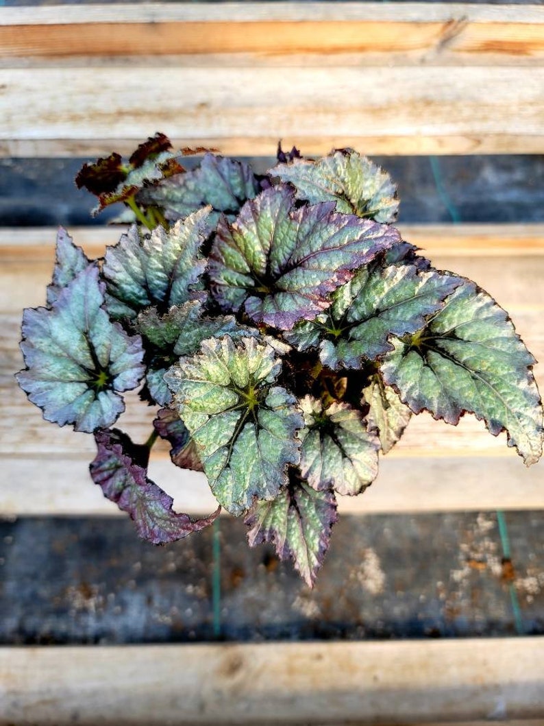 Rex Begonia 'ideal Silvery Blue' - Etsy