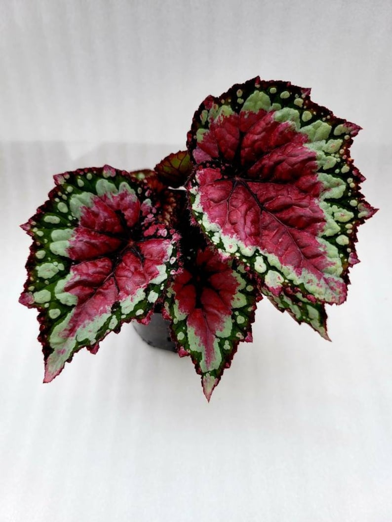 Rex Begonia 'raspberry Splash' BFF Exclusive - Etsy