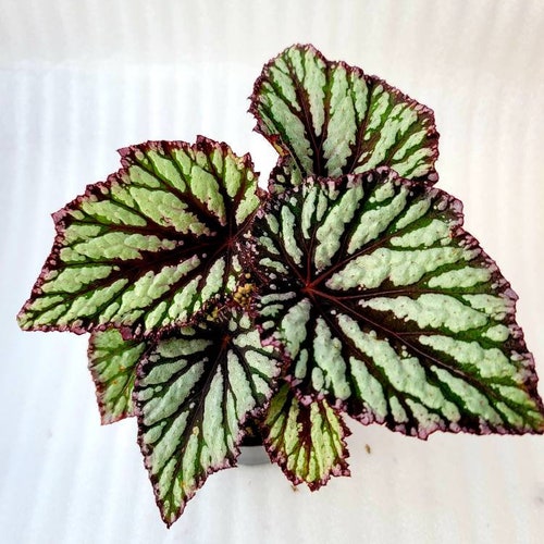 Rex Begonia 'purple Rain' BFF EXCLUSIVE | Etsy