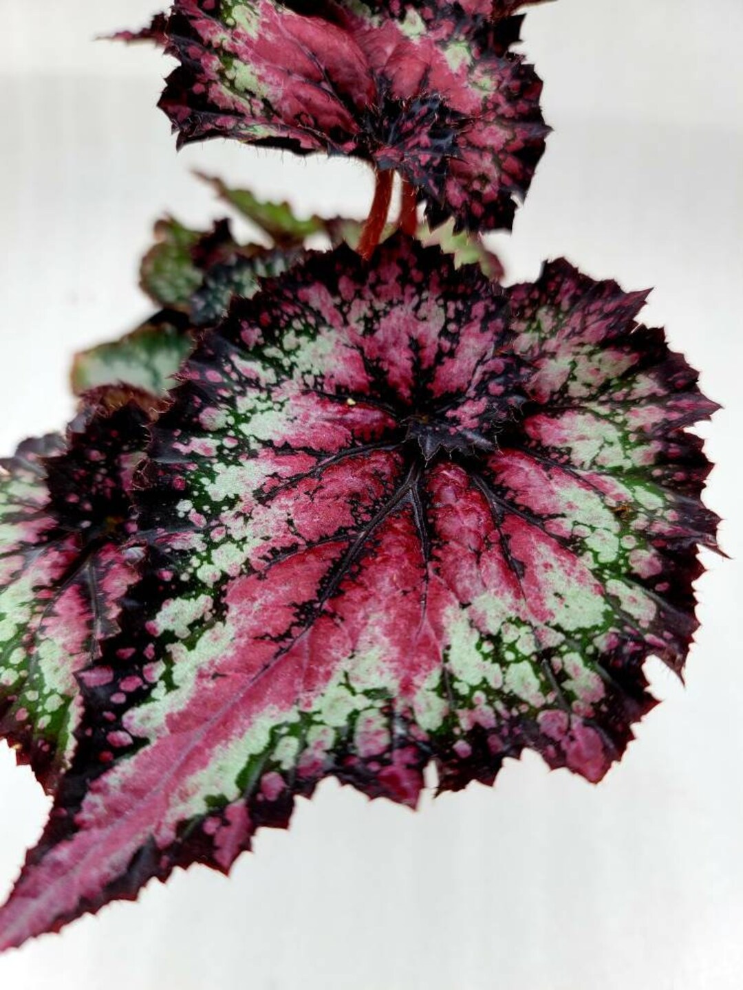 Rex Begonia 'curly Carnival' - BFF Exclusive - Etsy