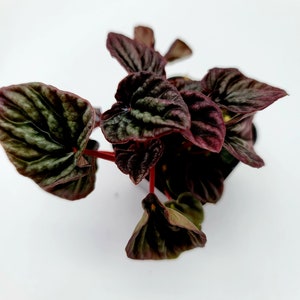 Peperomia 'ruby Ripple' - Etsy