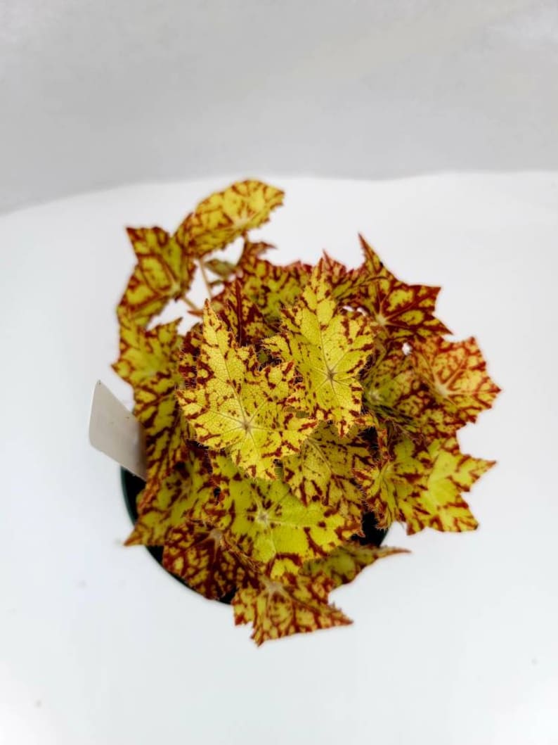 Rhizomatous Begonia 'starburst' - Etsy