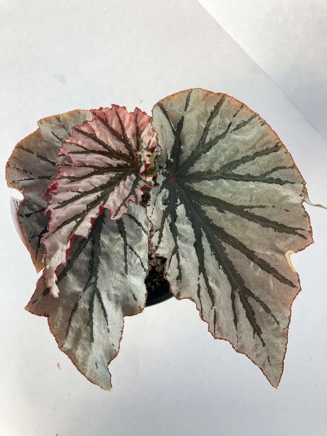 Angelwing Begonia 'looking Glass' - Etsy