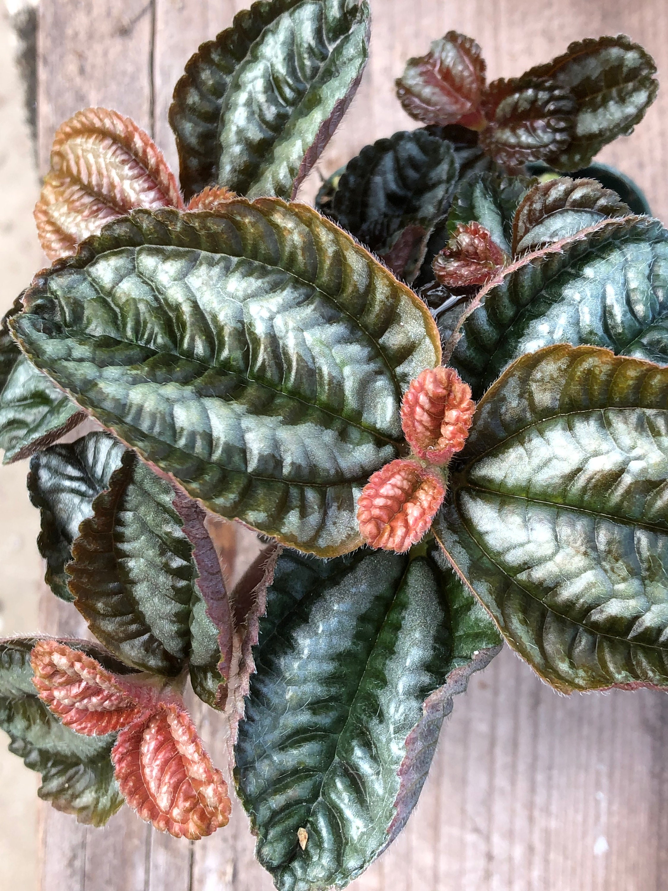 Pilea Involucrata 'friendship Plant' - Etsy