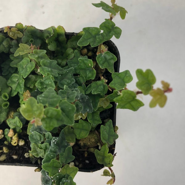 Creeping Fig Oak Leaf - Etsy