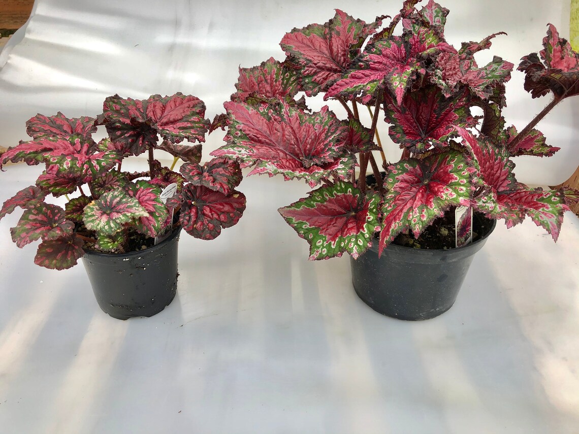 Rex Begonia 'festive Red & Green' - Etsy