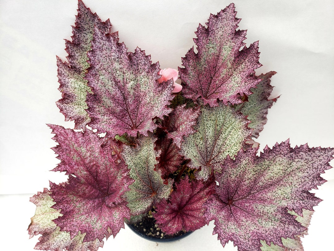 Jurassic Junior™ Rex Begonia 'purple Spec'(formerly Ideal Glitter) - Etsy