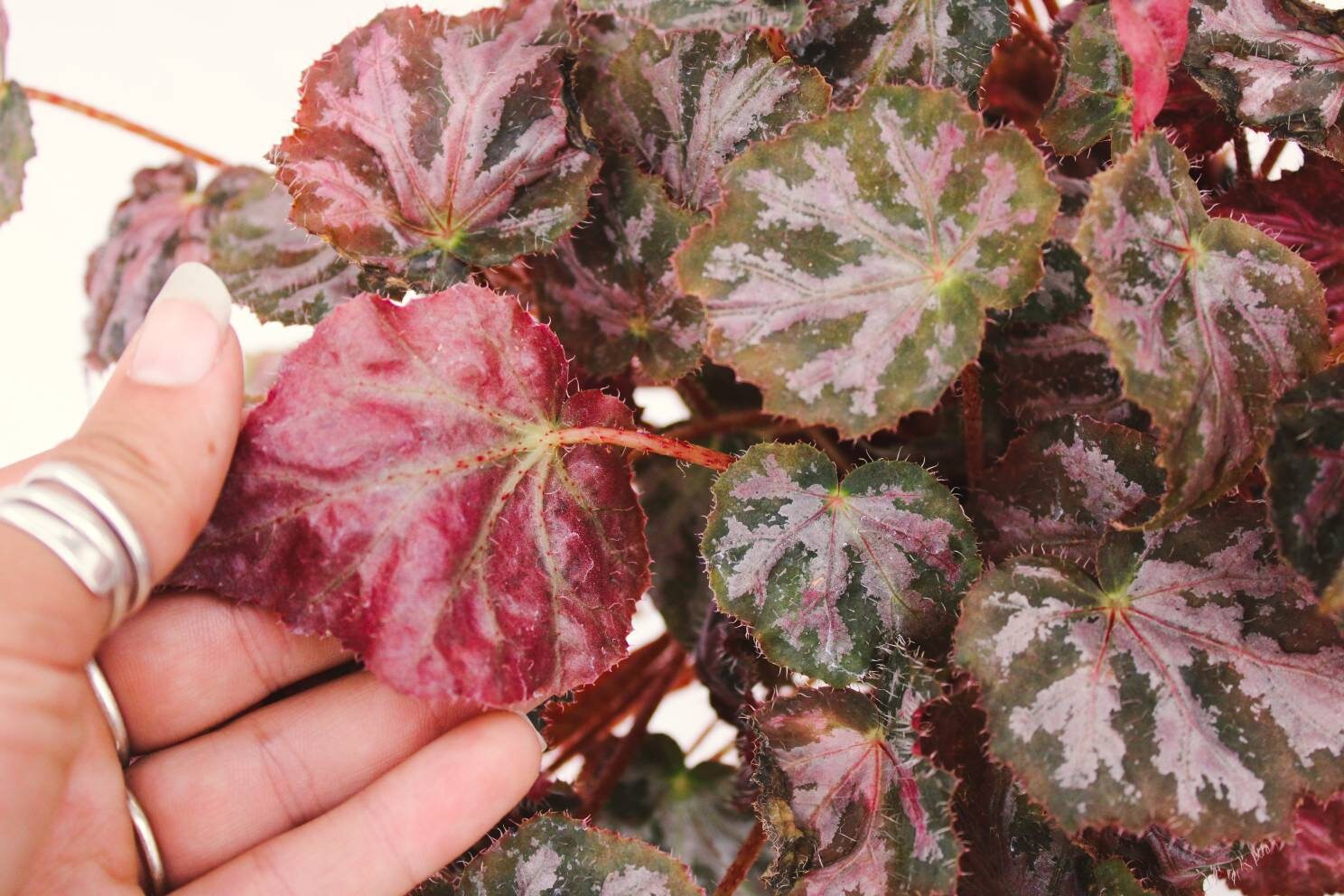 Begonia 'strawberry Creame' - Etsy