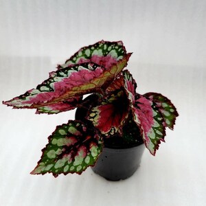 Rex Begonia 'raspberry Splash' BFF Exclusive - Etsy