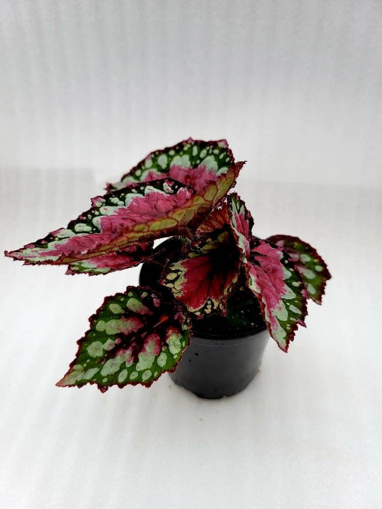 Rex Begonia 'raspberry Splash' BFF Exclusive - Etsy