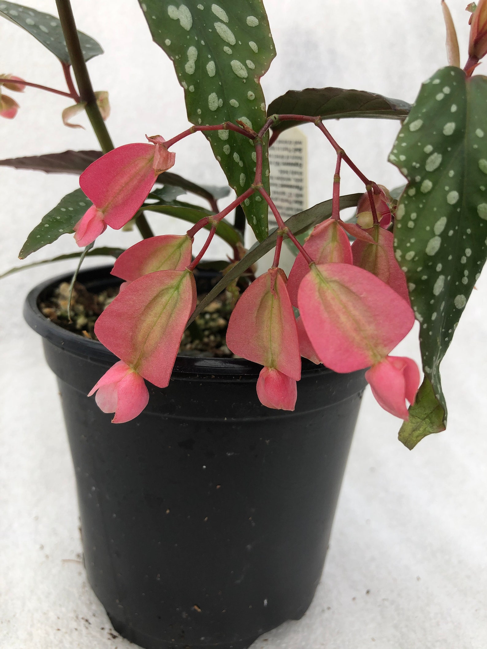 Angelwing Begonia 'medora' - Etsy