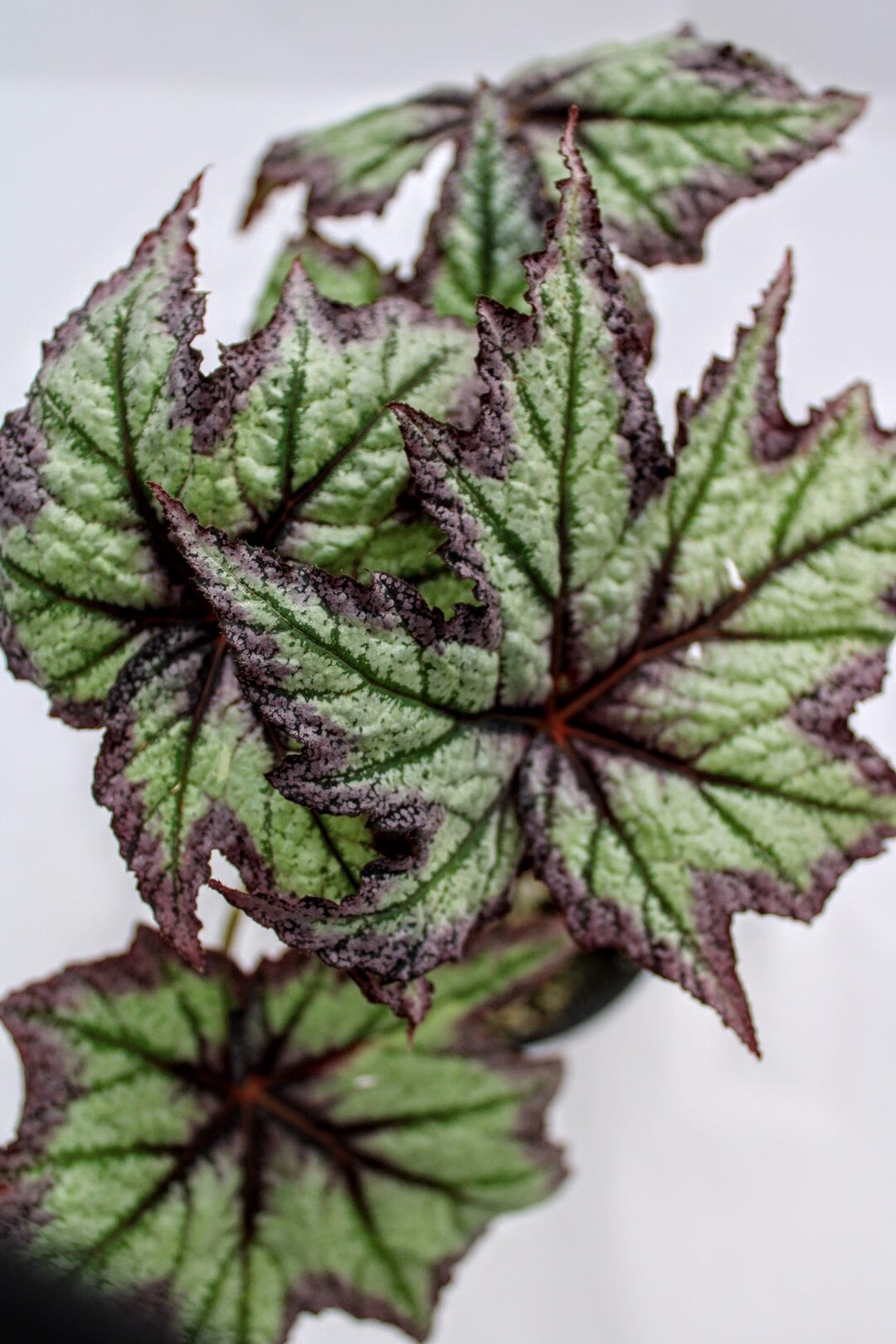 Begonia 'connee Boswell' - Etsy