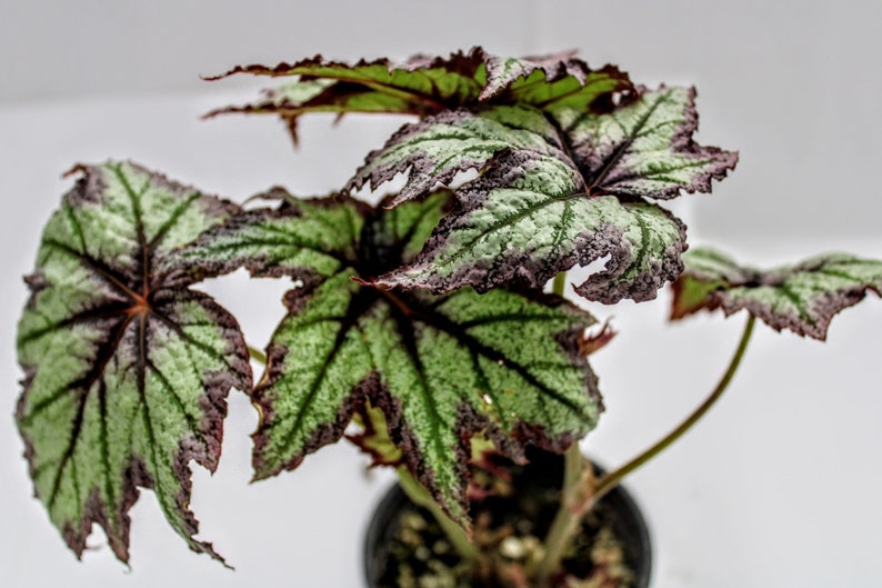 Begonia 'connee Boswell' - Etsy