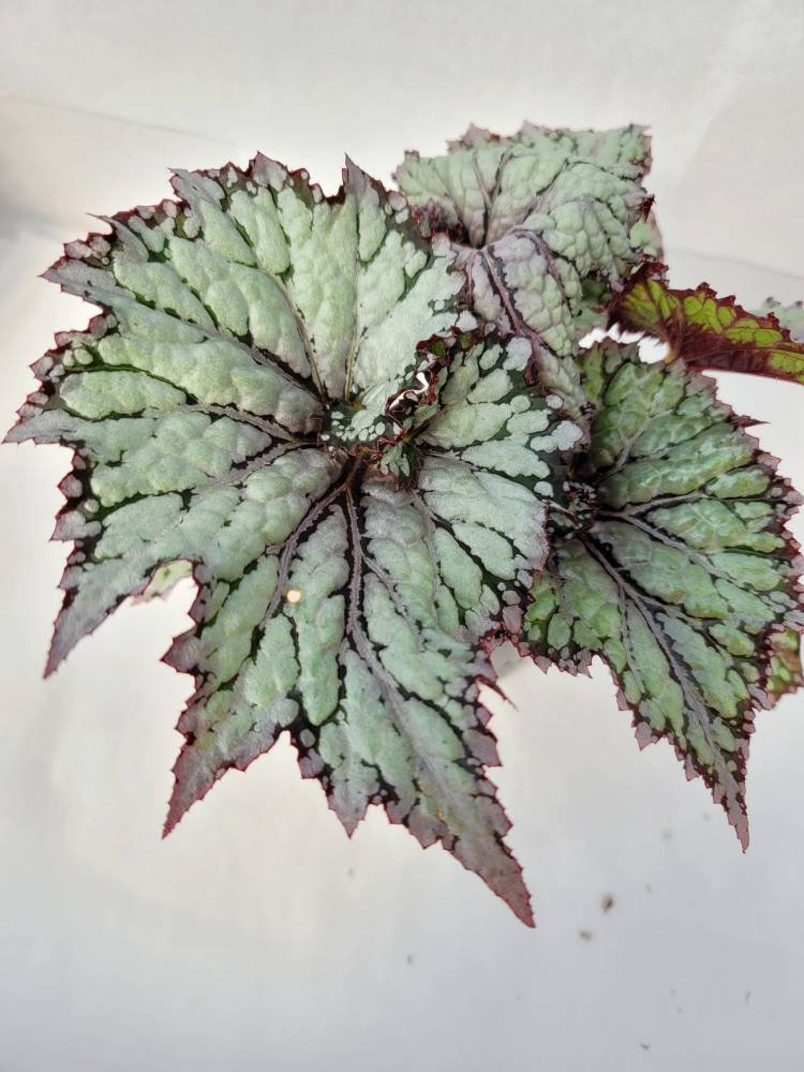 Rex Begonia 'royal Silver Twirl' - Etsy