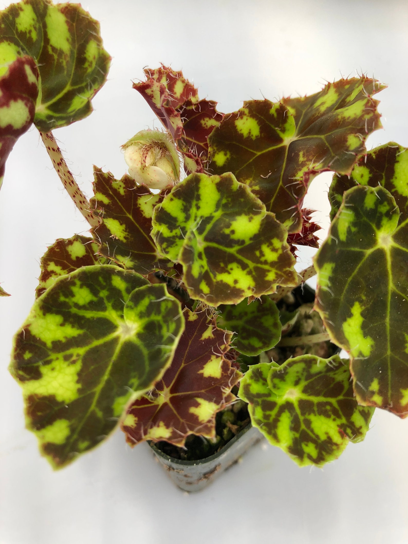 Rhizomatous Begonia 'tiger Kitten' | Etsy