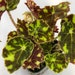 Rhizomatous Begonia 'tiger Kitten' - Etsy