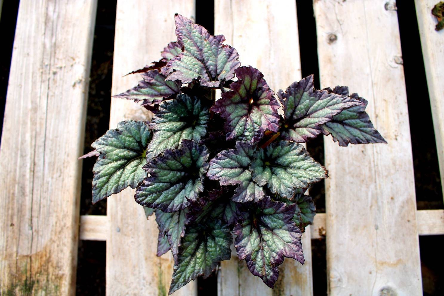 Rex Begonia 'ideal Silvery Blue' - Etsy