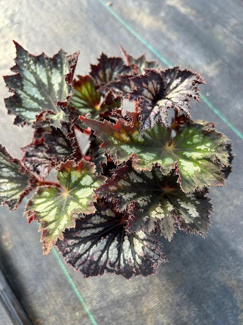 Rex Begonia 'luminary' - BFF Exclusive - Etsy